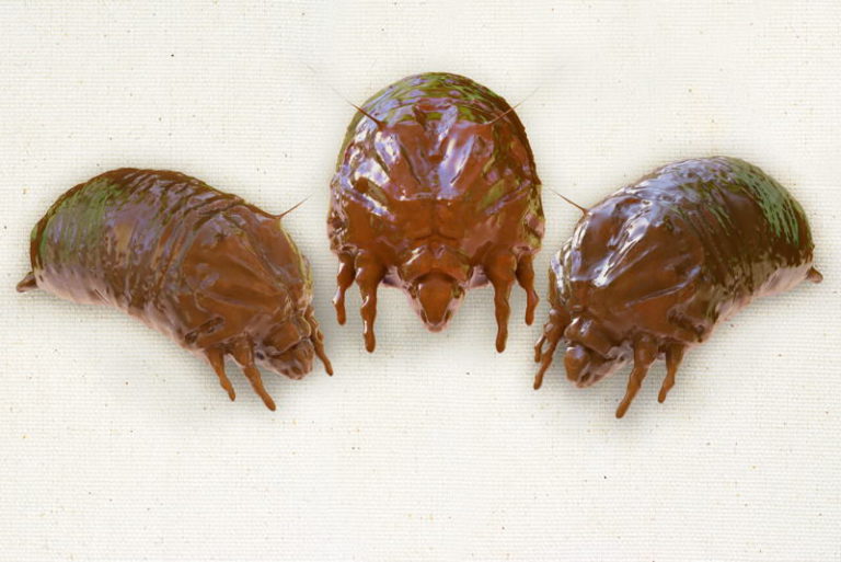 Milben beim Hund – unangenehme Parasiten - Gesunde Tiere